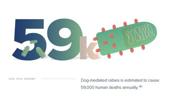 Rabies Explained: Symptoms, Risks & How to Stay… | Ready Health