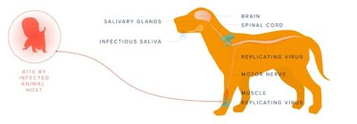 Rabies Explained: Symptoms, Risks & How to Stay… | Ready Health