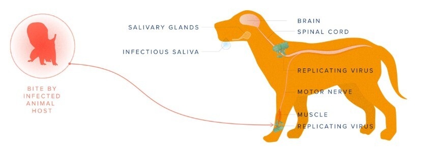 Rabies Explained: Symptoms, Risks & How to Stay… | Ready Health